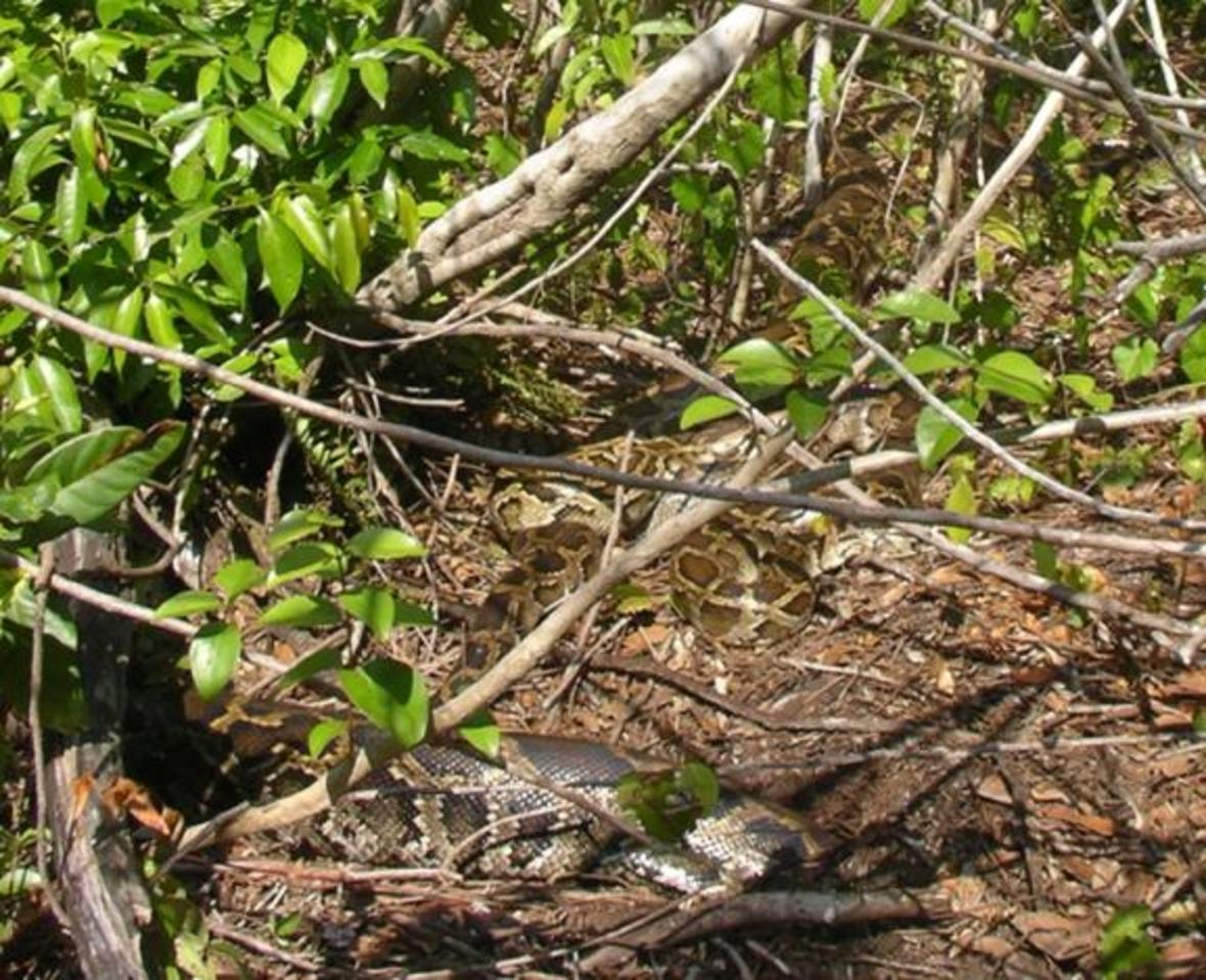 Using Environmental DNA for Burmese Python Detection Probabilities and ...