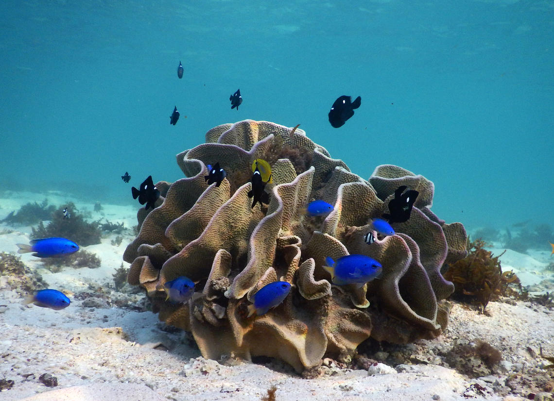 coral mining effects