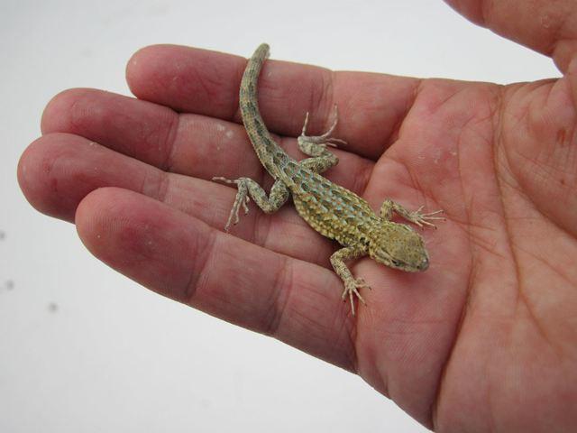 side blotched lizard size
