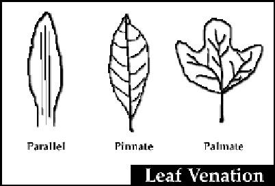 pinnate venation