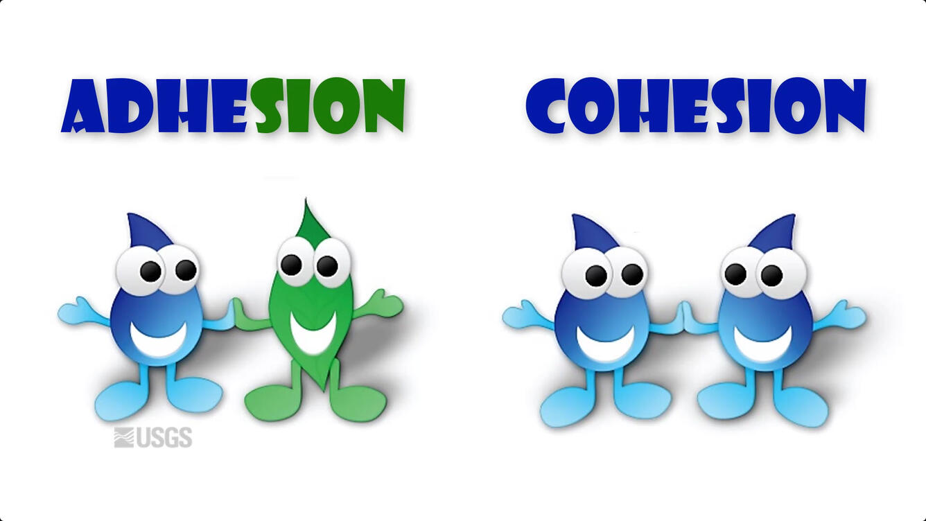 adhesion and cohesion difference