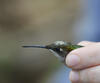 Female Ruby-throated Hummingbird covered in pollen | U.S. Geological Survey
