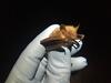Tricolored bat (Perimyotis subflavus) | U.S. Geological Survey