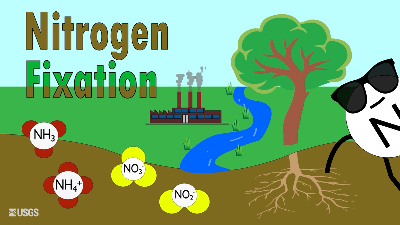 nitrogen fixation