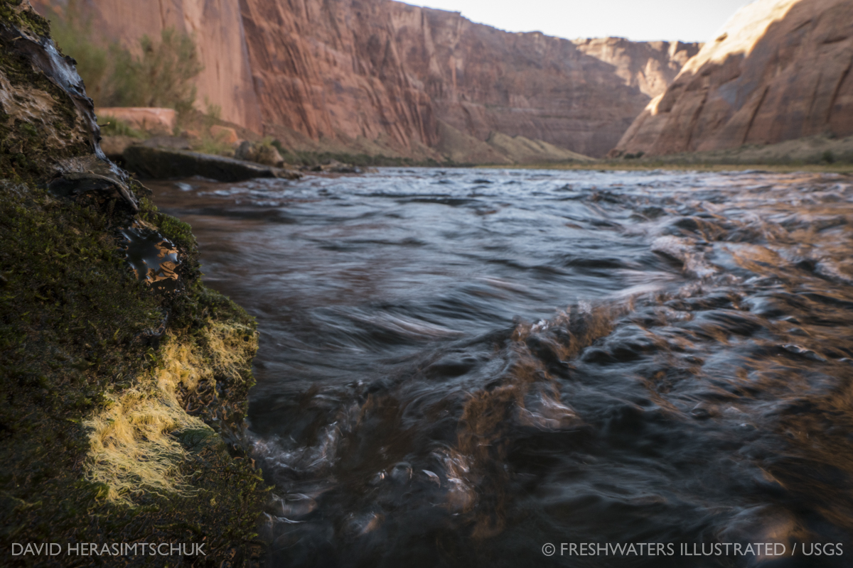 Midge eggs (an aquatic winged insect) laid on a rock in the Colorado ...