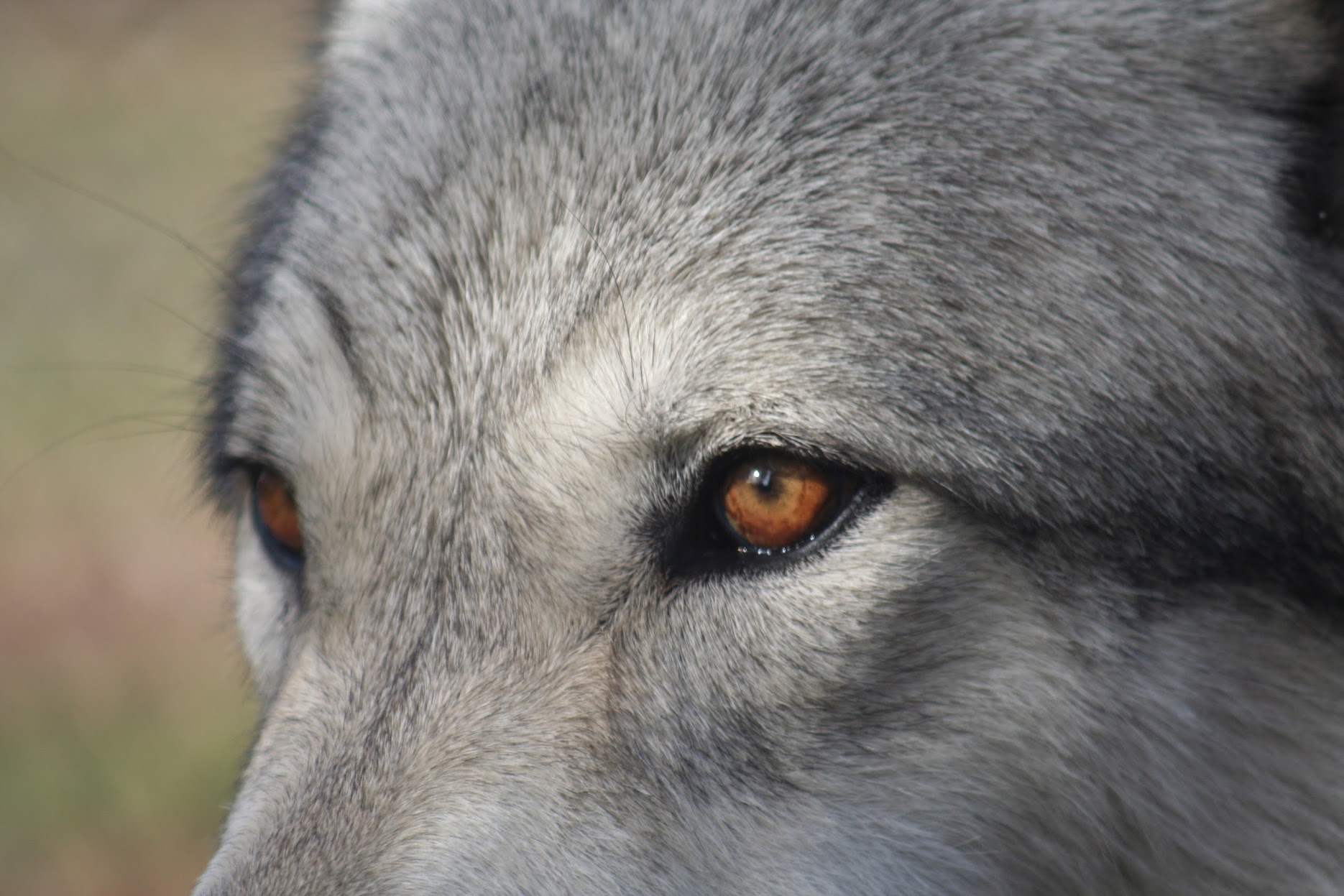Wolf Eyes Close Up U S Geological Survey