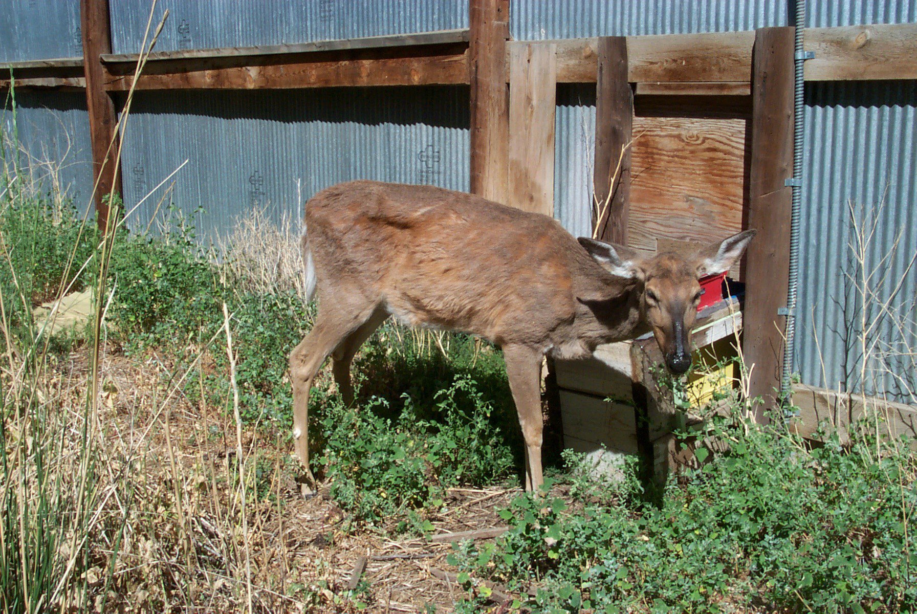 Deer With Chronic Wasting Disease U S Geological Survey